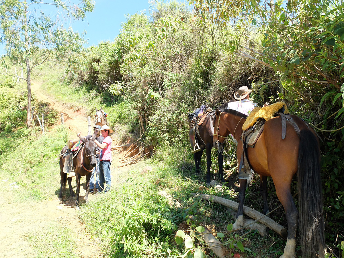 Mule Riding, a Unique and Different Vacation Experience - Canopy River ...